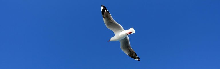 WordPressのテーマ「Lightning」〜メインビジュアル・スライドショー作成編〜 – Easytouse